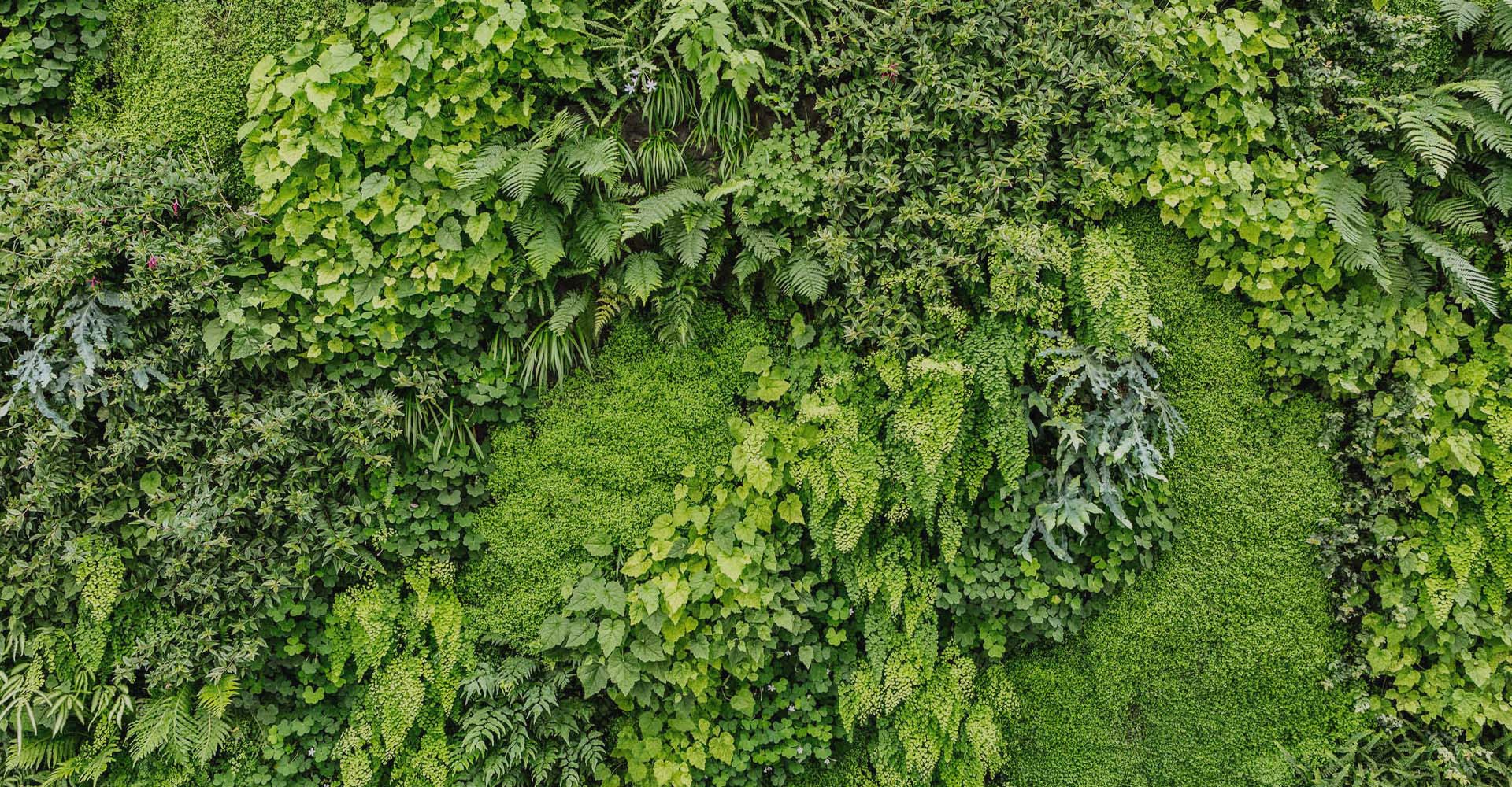 Home - Highexperience - Greenwalls